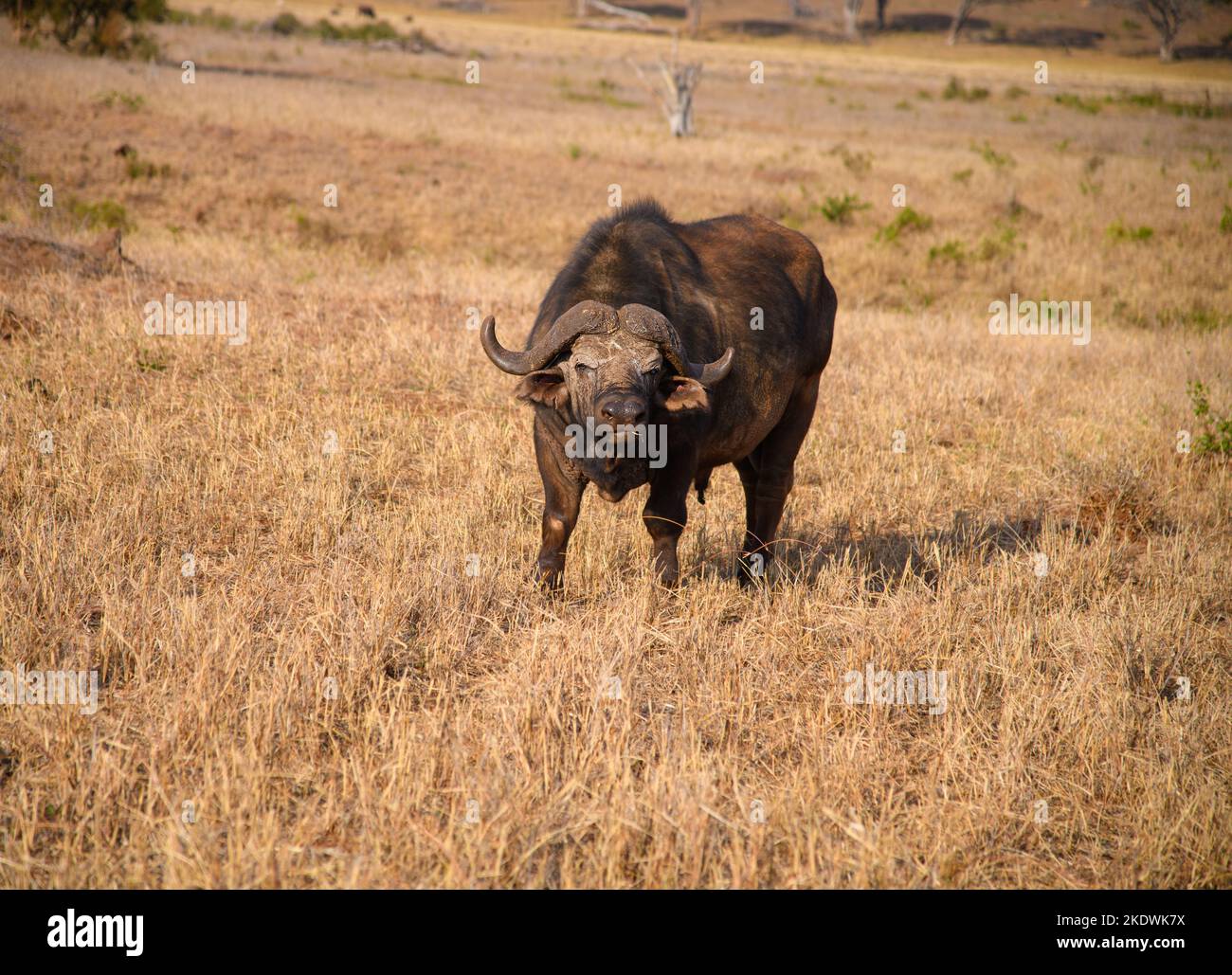 African cape Buffalo Stock Photo - Alamy