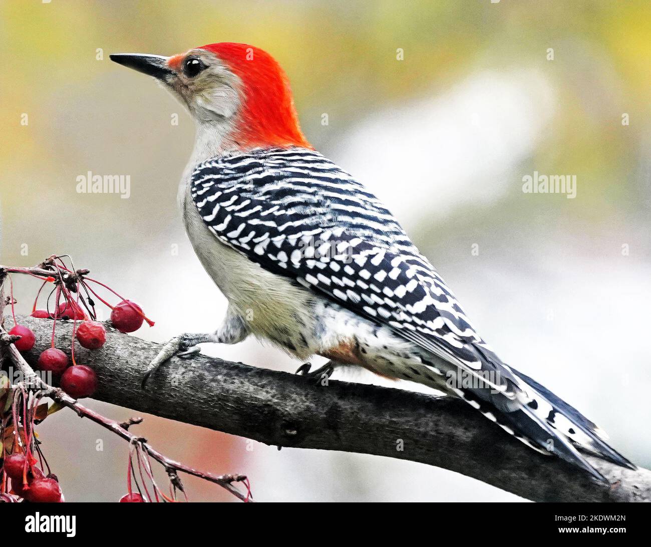 Red-breasted Woodpecker on crabapple tree in autumn in Michigan Stock ...