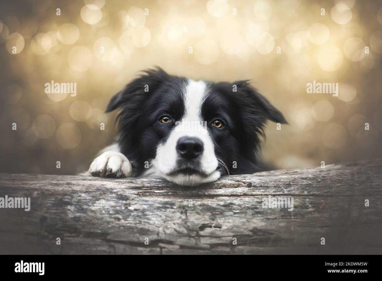 male Border Collie Stock Photo - Alamy