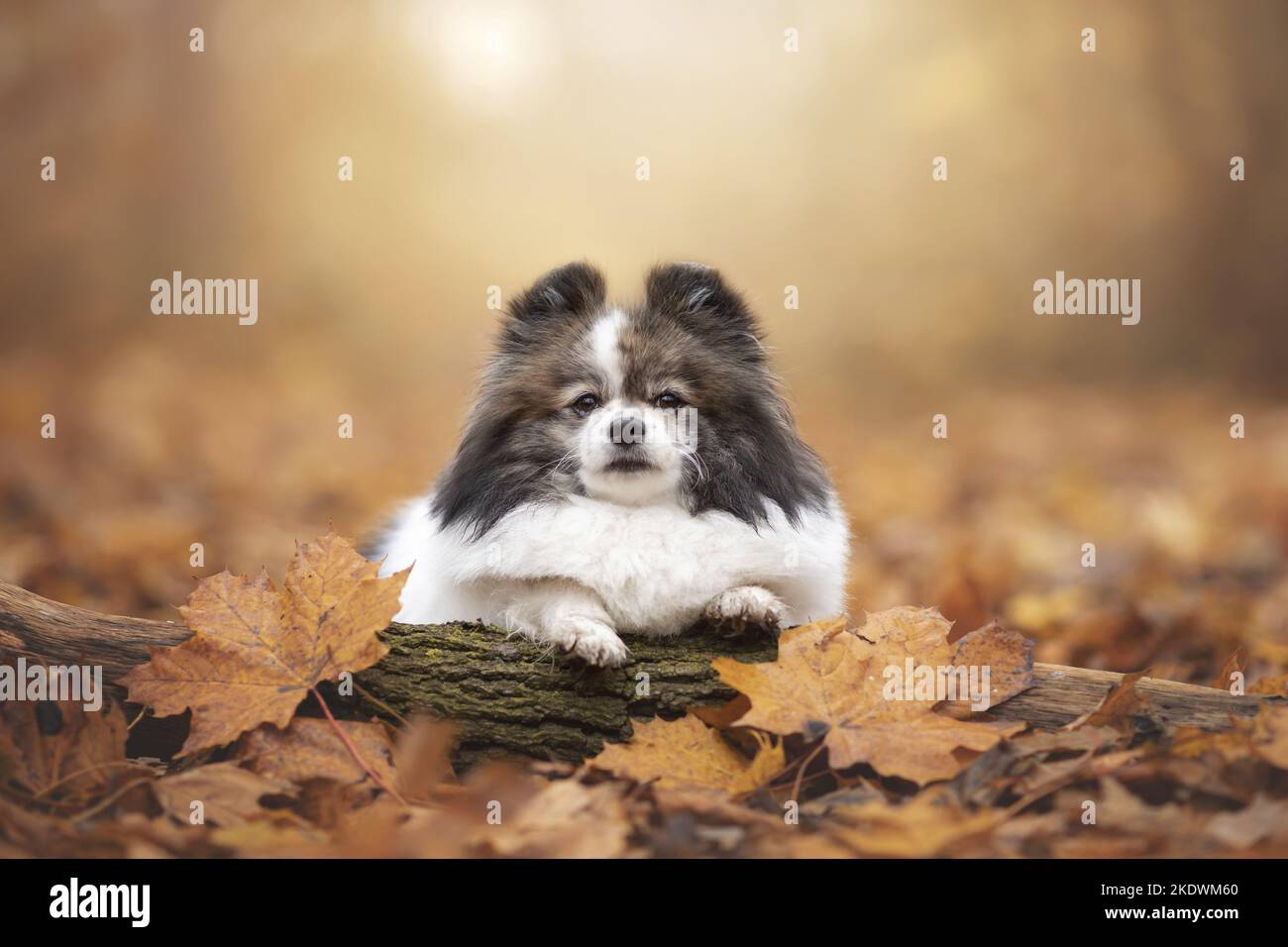 male Miniature Spitz Stock Photo - Alamy