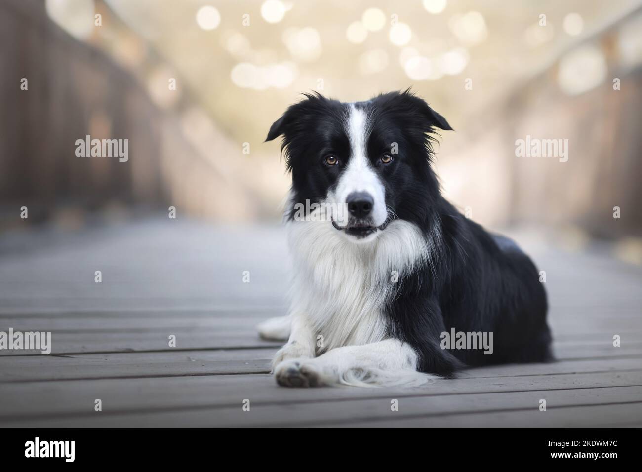 male Border Collie Stock Photo - Alamy