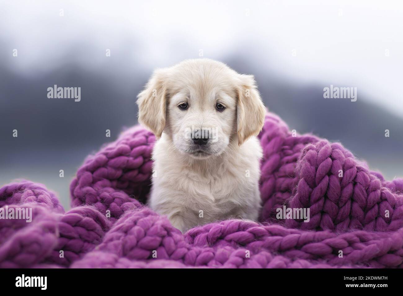 Golden Retriever Puppy Stock Photo - Alamy Golden Retriever Puppy Stock Photo - Alamy