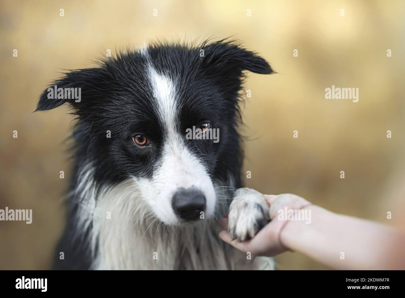 male Border Collie Stock Photo - Alamy