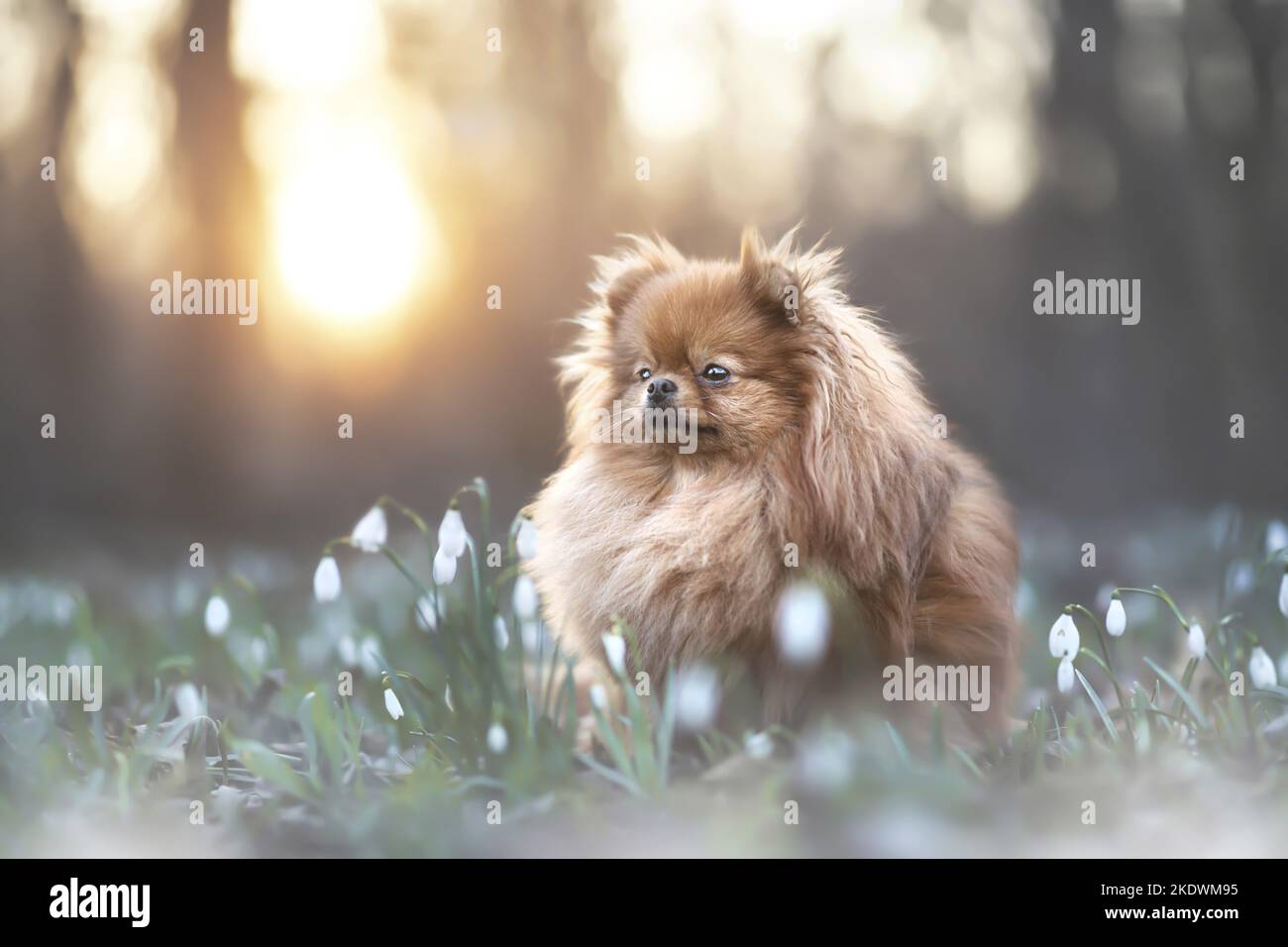 Pomeranian in spring Stock Photo - Alamy