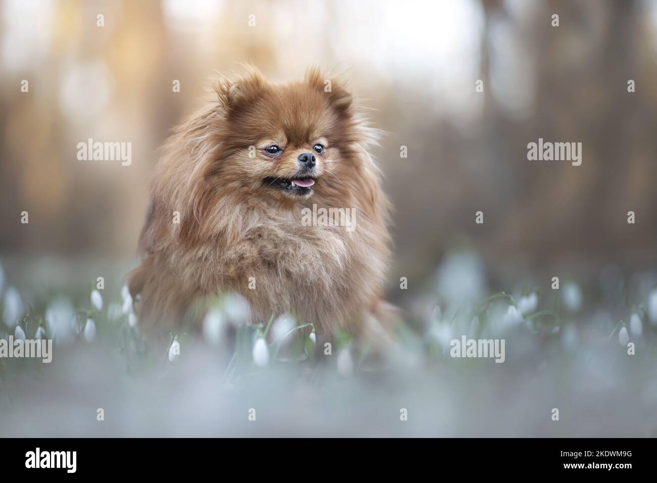 Pomeranian in spring Stock Photo - Alamy