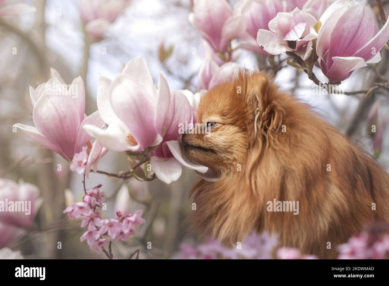 Pomeranian in spring Stock Photo - Alamy
