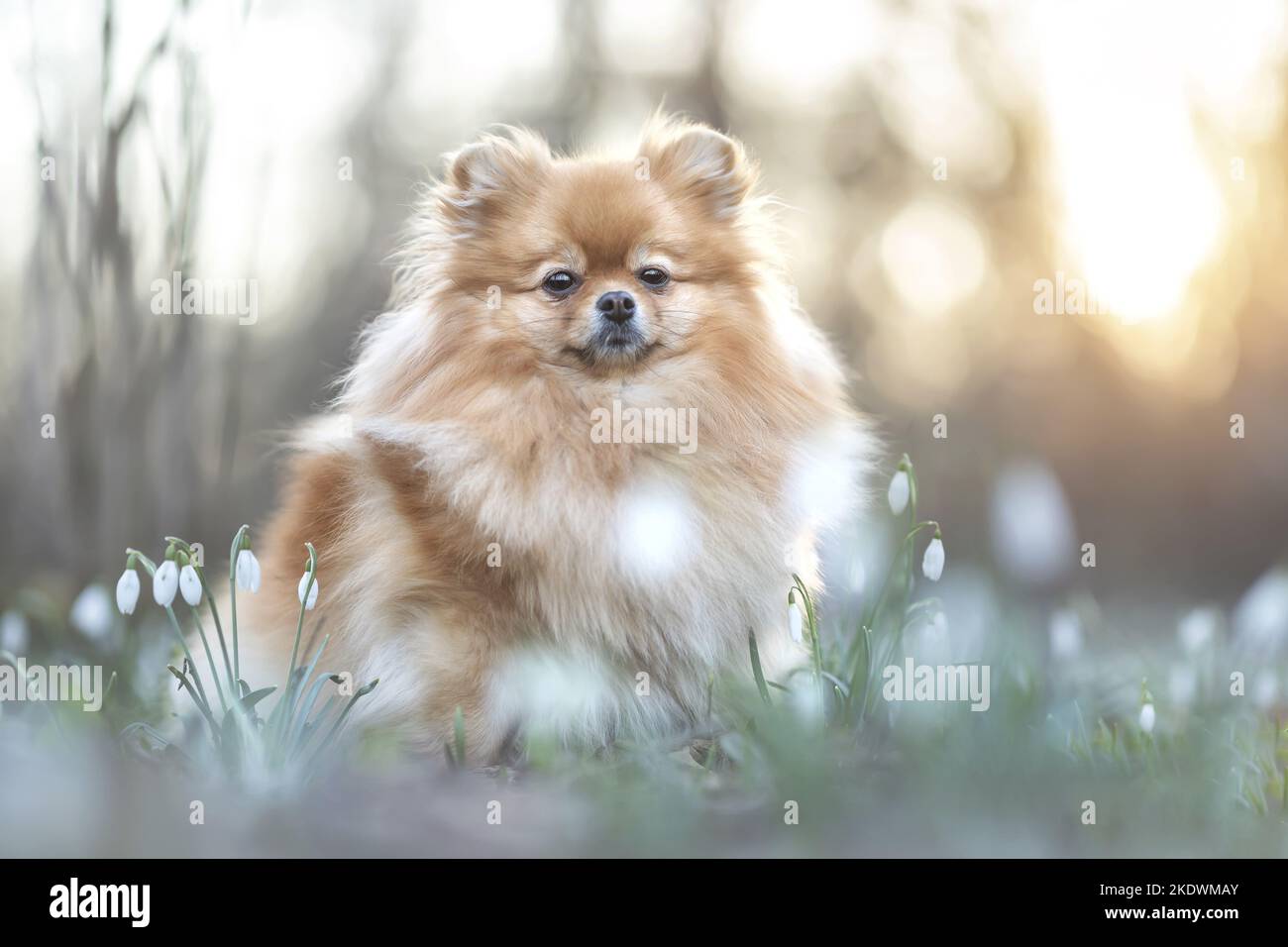 Pomeranian in spring Stock Photo - Alamy