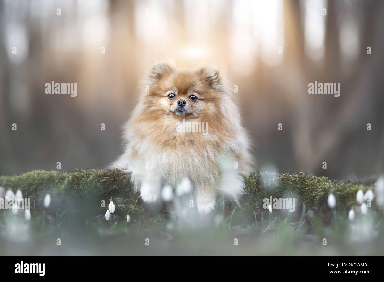 Pomeranian in spring Stock Photo - Alamy