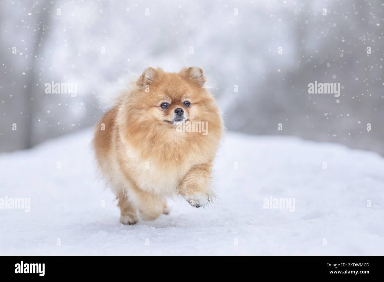Pomeranian in winter Stock Photo - Alamy