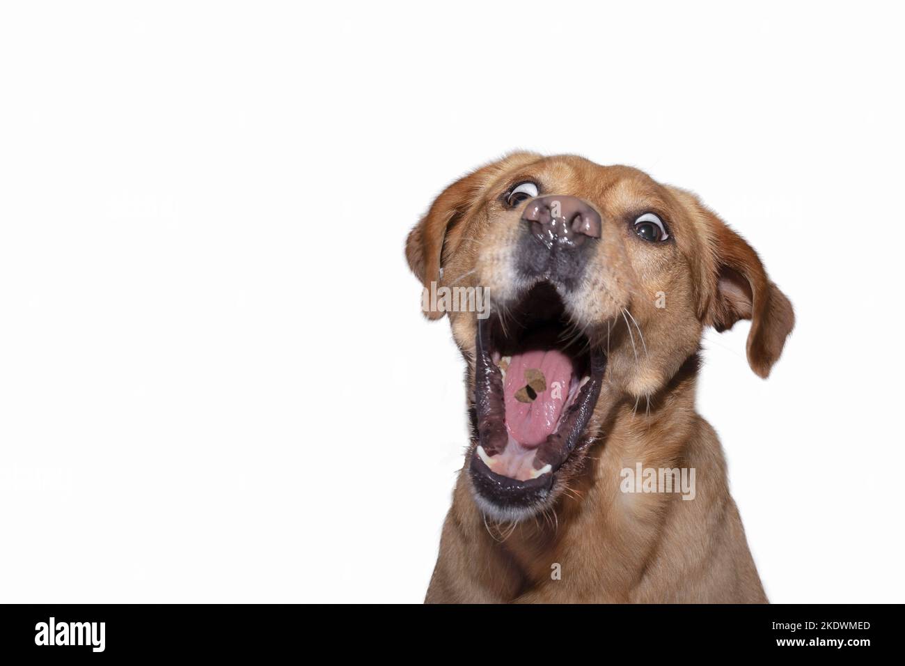 Mongel hi-res stock photography and images - Alamy