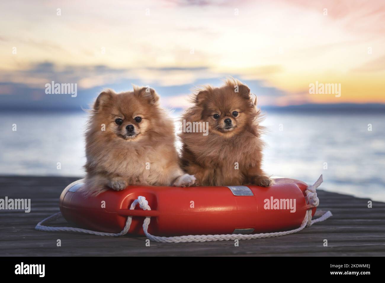 Pomeranian ring hi-res stock photography and images - Alamy