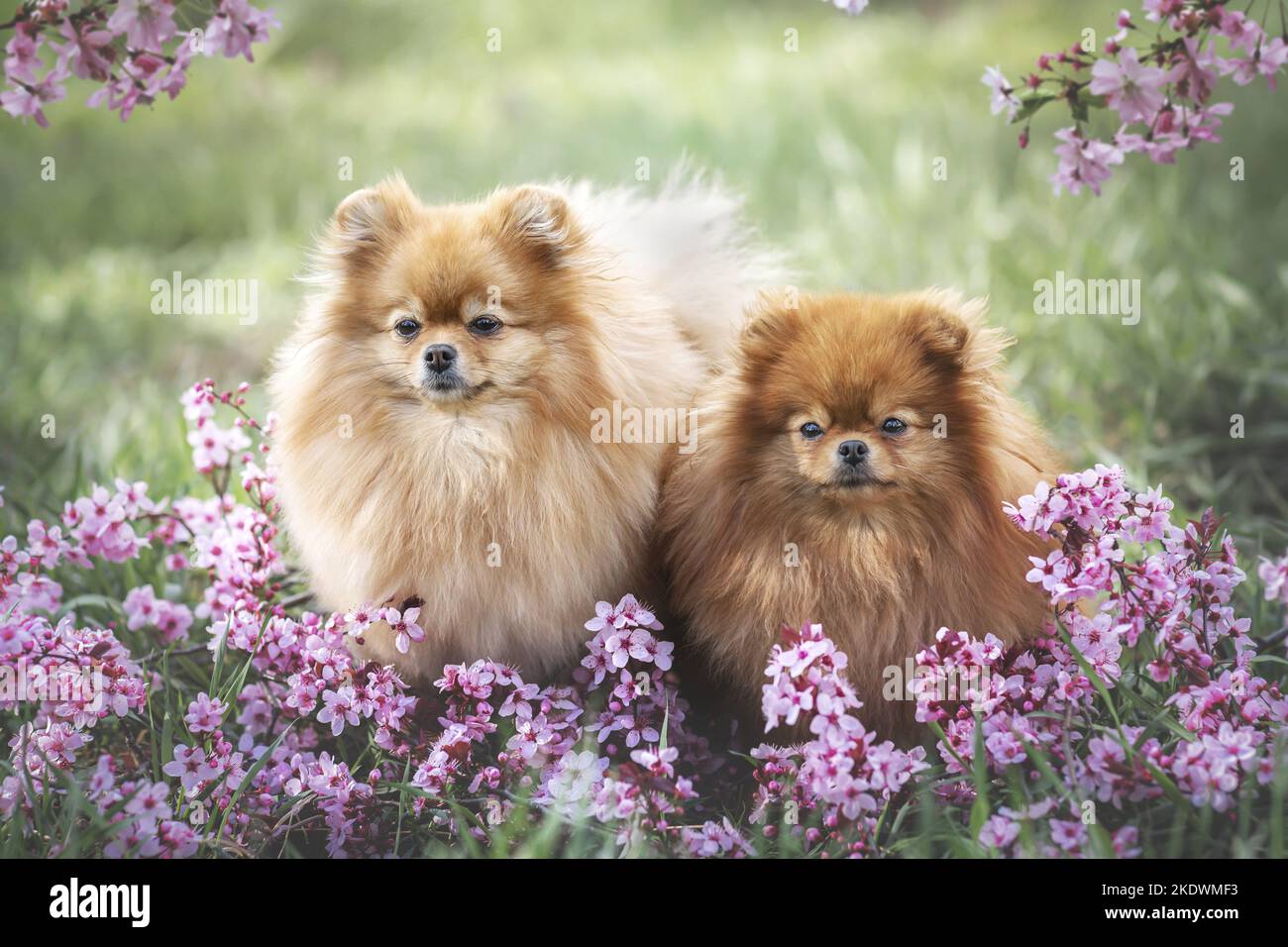 Pomeranian mini spitz dog standing hi-res stock photography and images ...