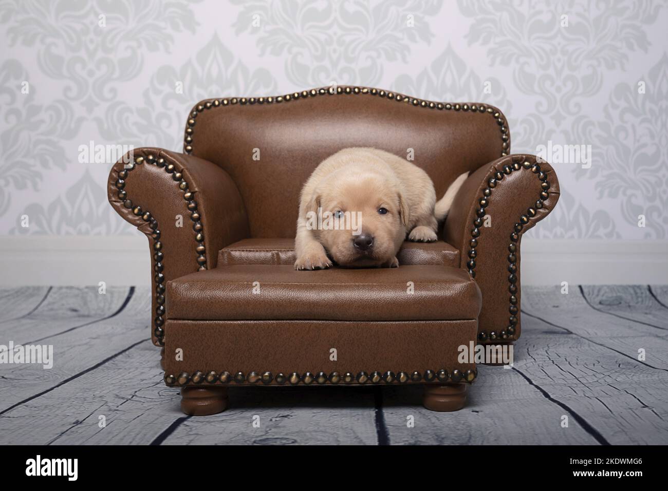 Labrador Retriever Baby Stock Photo - Alamy