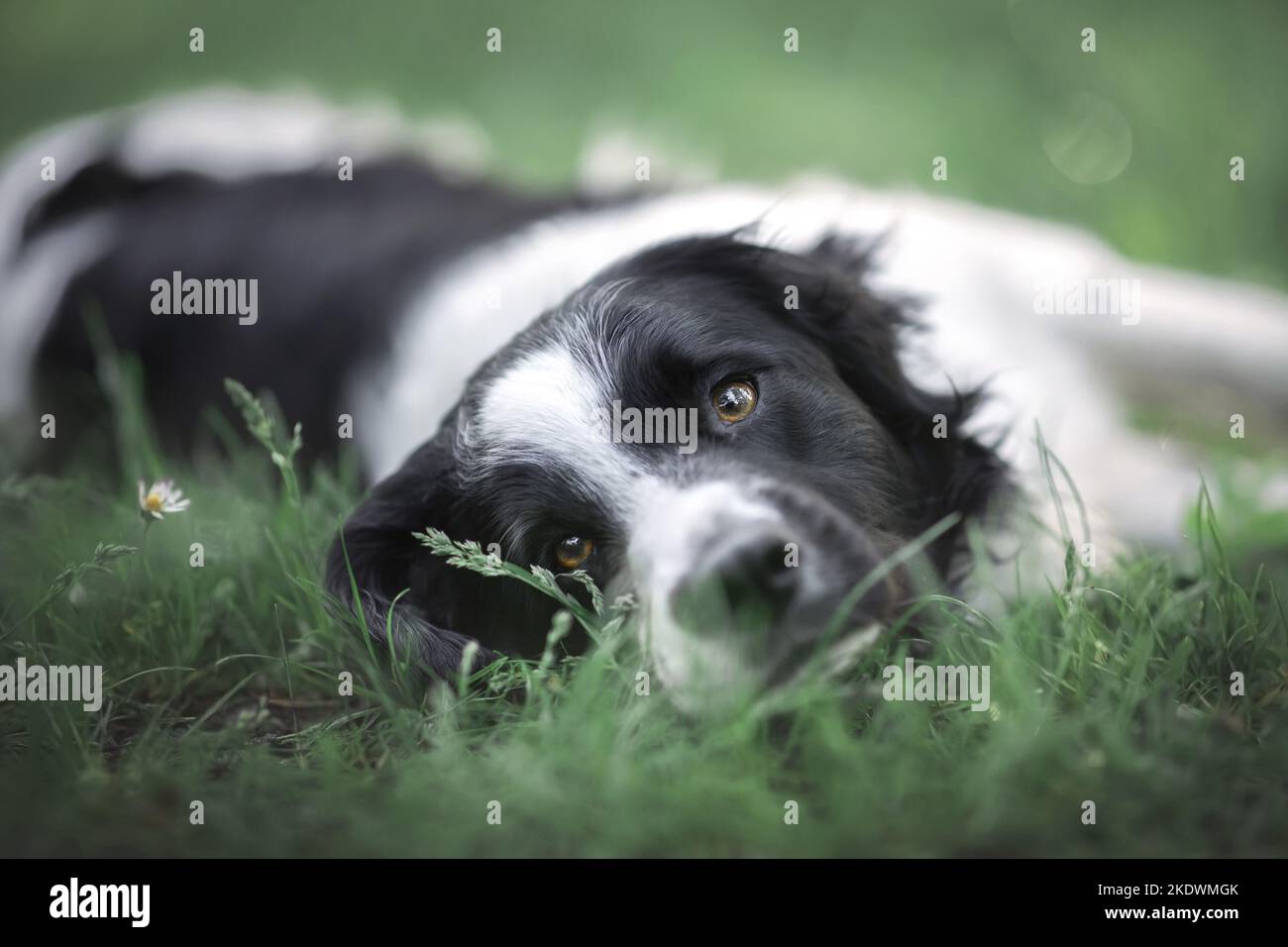 Retriever mongel hi-res stock photography and images - Alamy