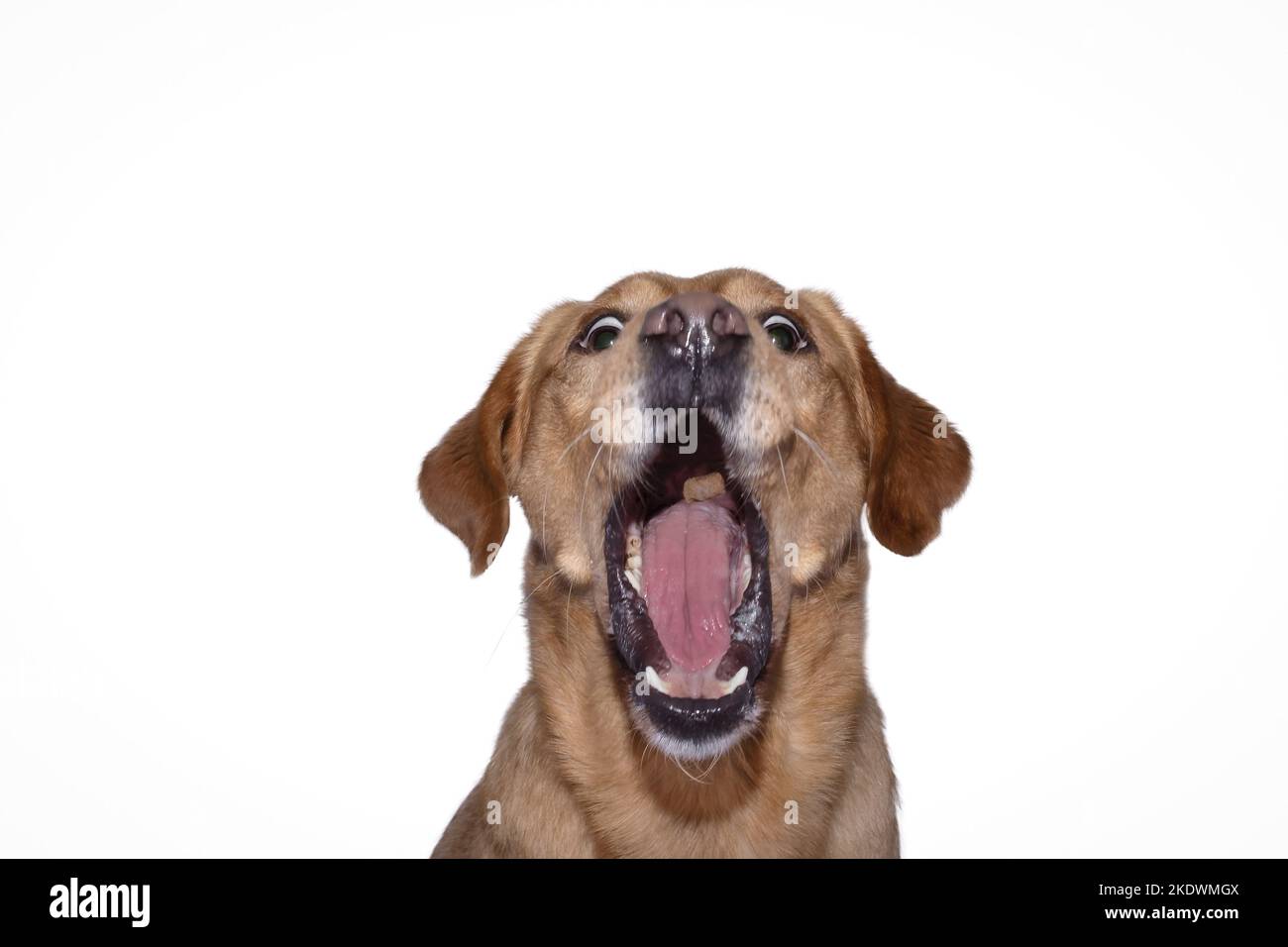 Mongel hi-res stock photography and images - Alamy