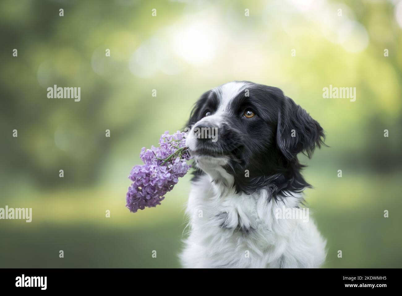 Retriever mongel hi-res stock photography and images - Alamy