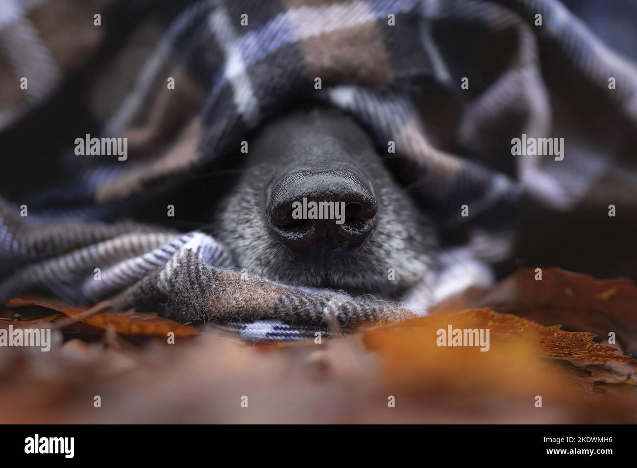 Mongel hi-res stock photography and images - Alamy