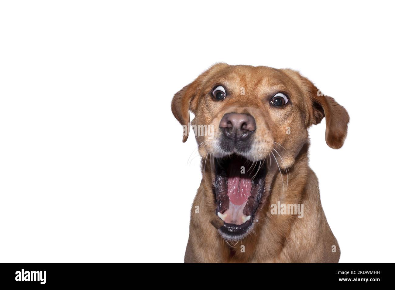 Mongel hi-res stock photography and images - Alamy