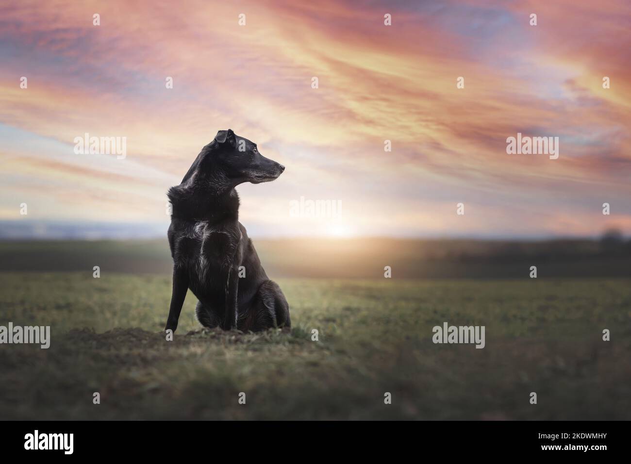 Retriever mongel hi-res stock photography and images - Alamy