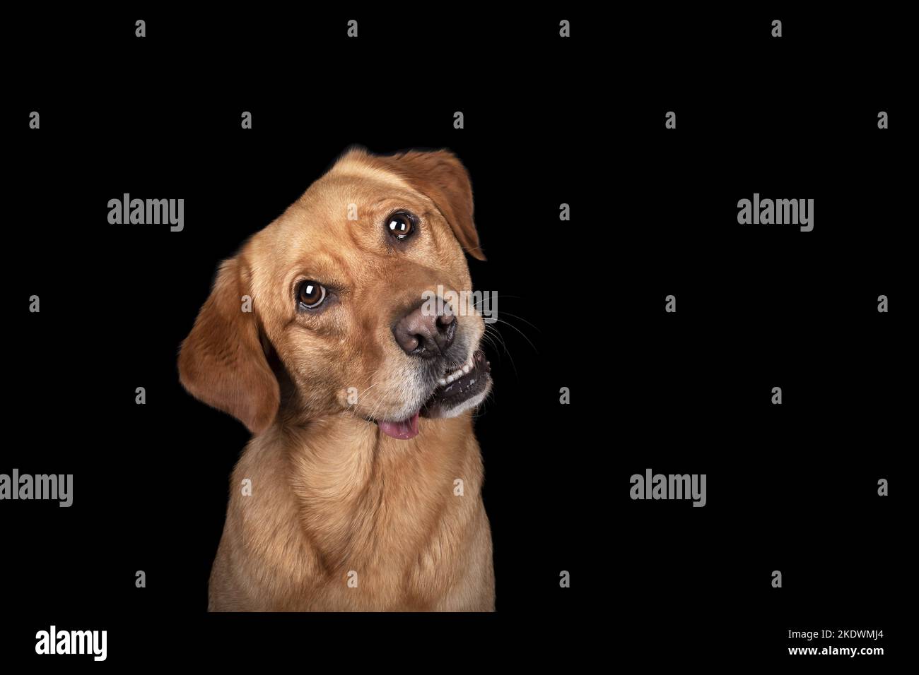 Retriever mongel hi-res stock photography and images - Alamy