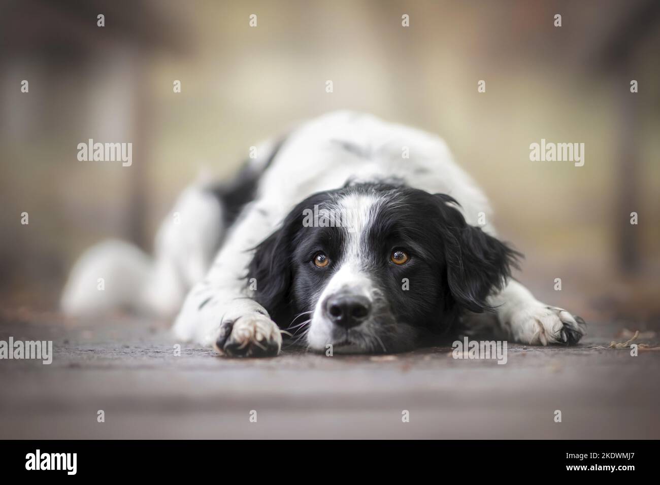 Mongel hi-res stock photography and images - Alamy