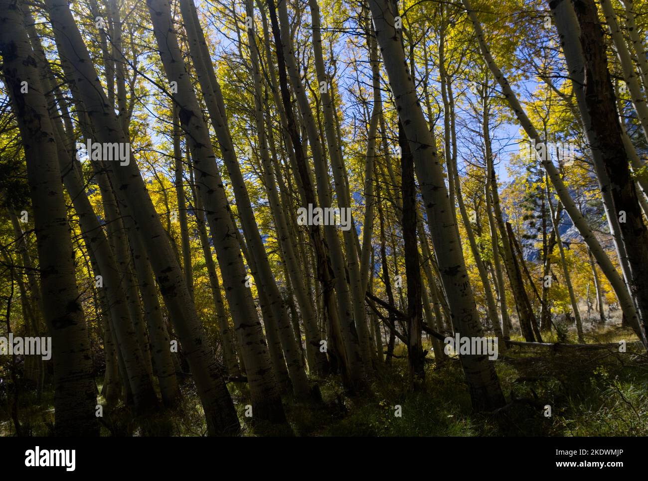 June Lake Loop Woods Stock Photo - Alamy