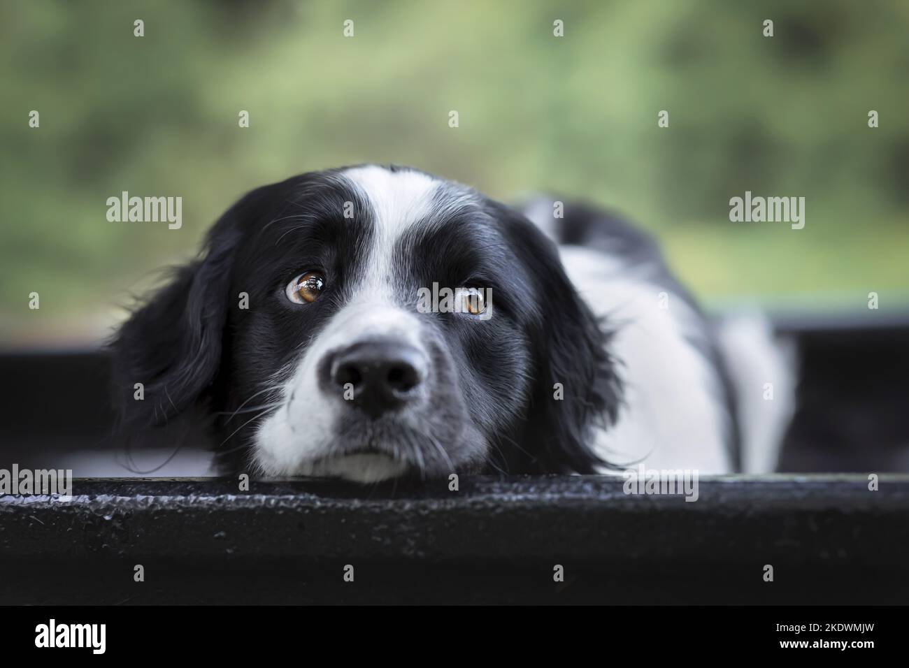 Mongel hi-res stock photography and images - Alamy