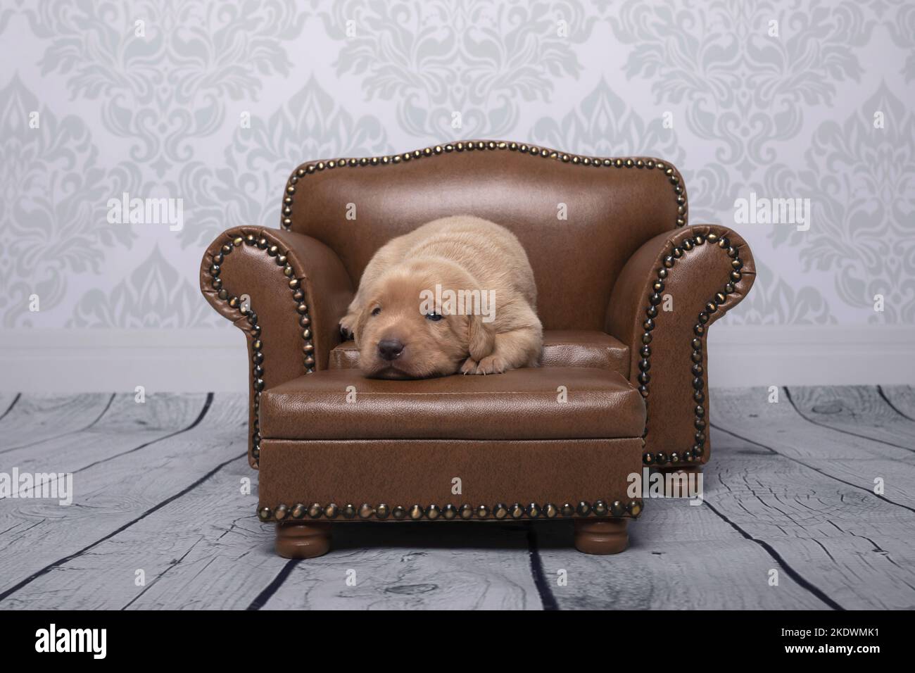 Labrador Retriever Baby Stock Photo - Alamy