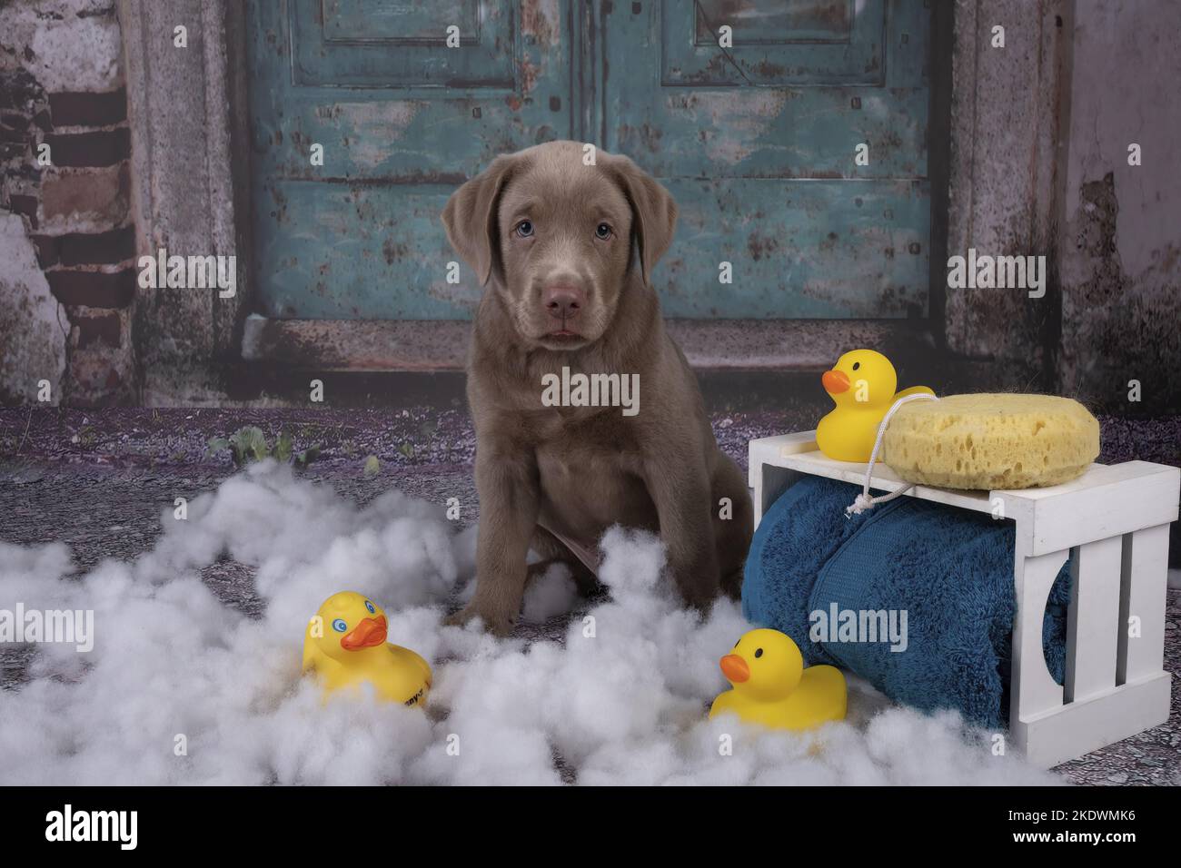 Labrador inside a house hi-res stock photography and images - Alamy