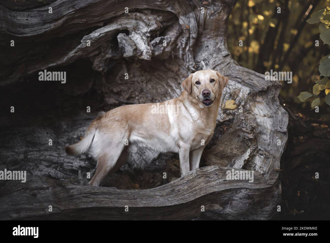 male Labrador Retriever Stock Photo - Alamy