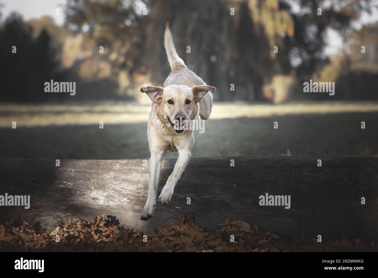 male Labrador Retriever Stock Photo - Alamy