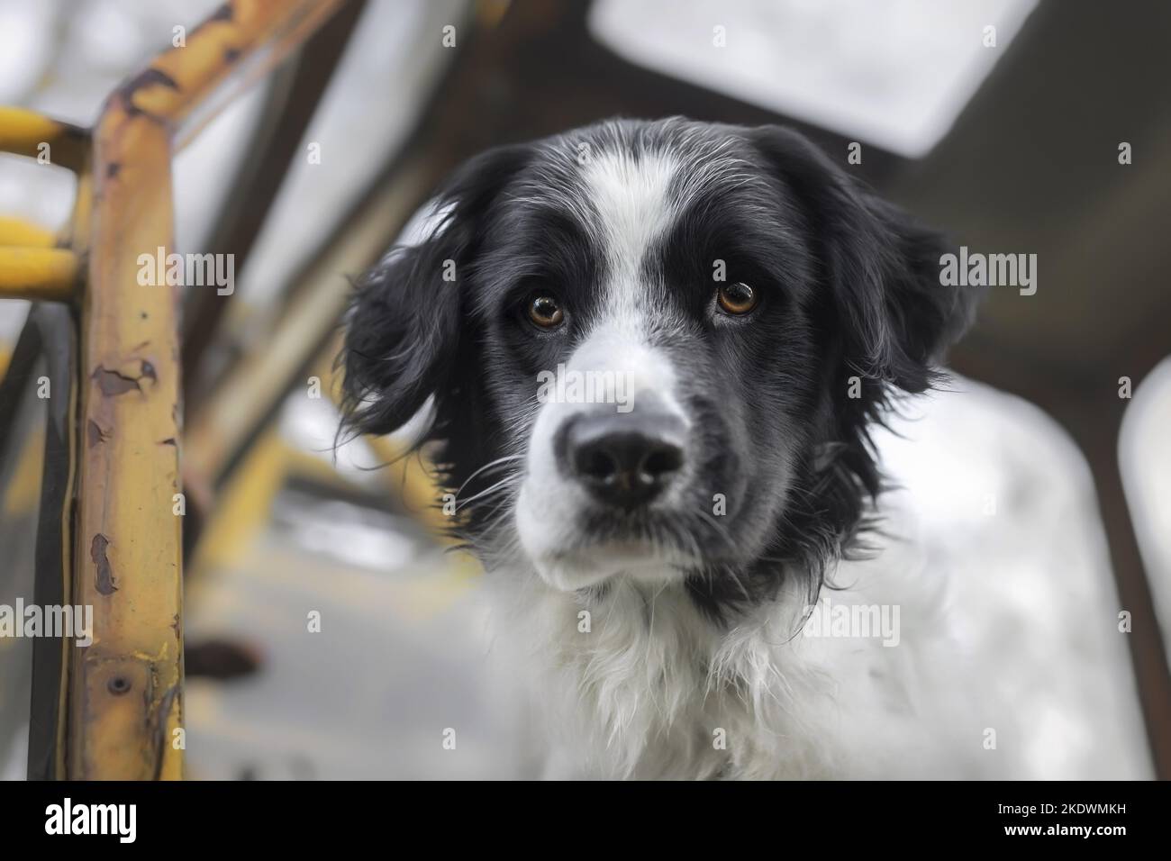 Mongel hi-res stock photography and images - Alamy