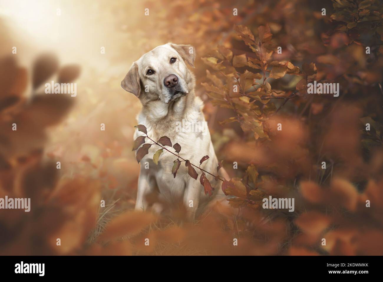male Labrador Retriever Stock Photo - Alamy
