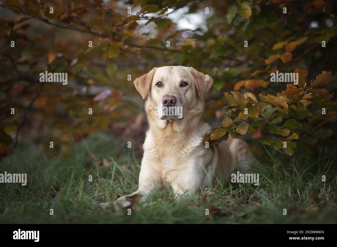 male Labrador Retriever Stock Photo - Alamy