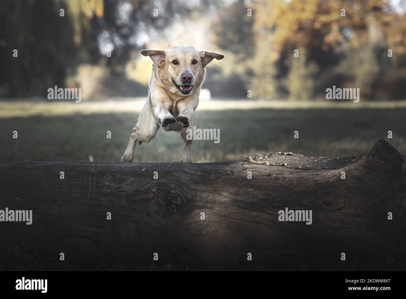 male Labrador Retriever Stock Photo - Alamy
