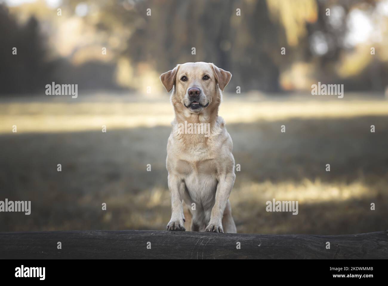 male Labrador Retriever Stock Photo - Alamy