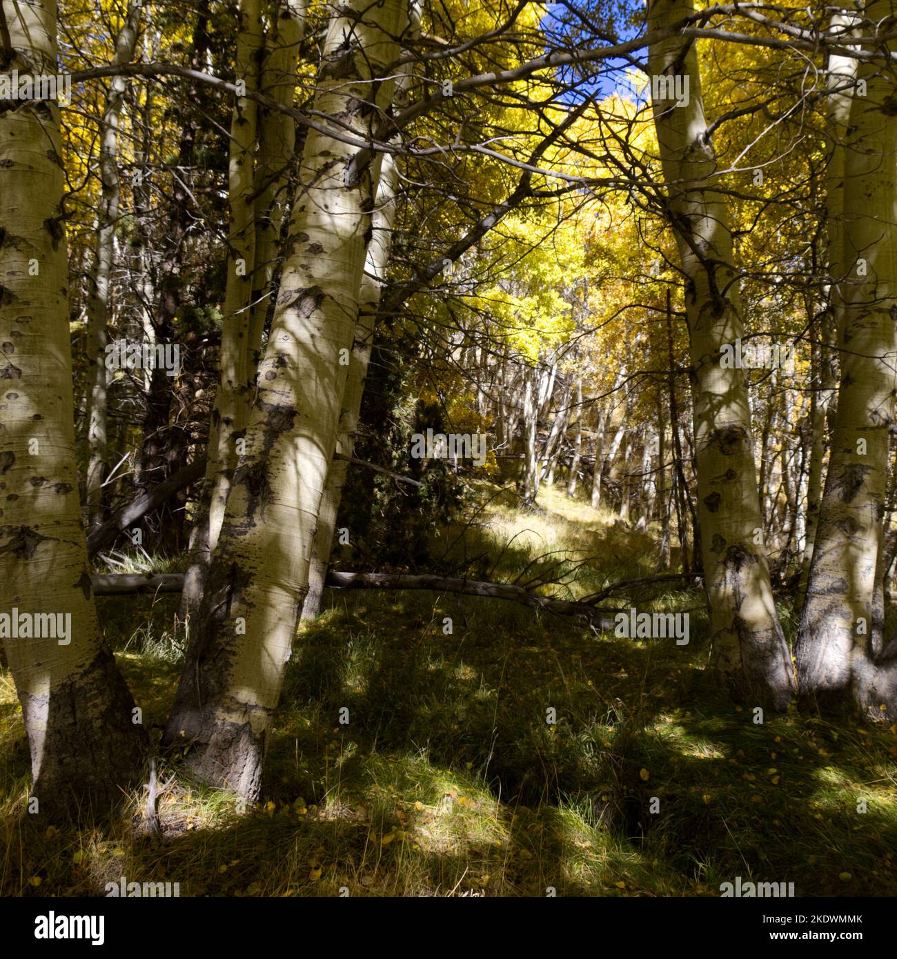 June Lake Loop Woods Stock Photo - Alamy