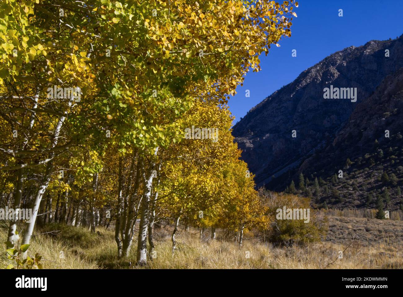 June Lake Loop Woods Stock Photo - Alamy