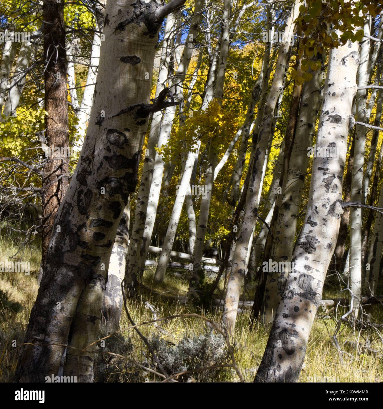 June Lake Loop Woods Stock Photo - Alamy