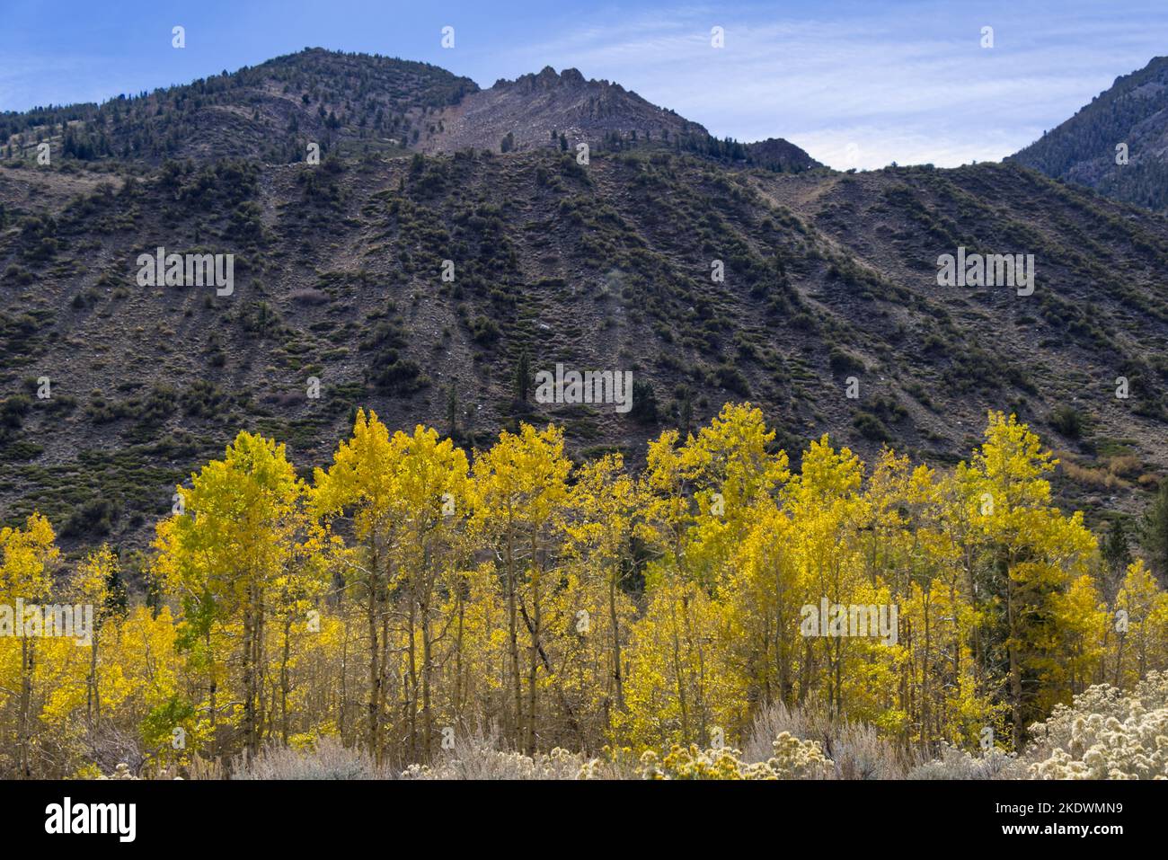 Lundy Canyon - Yellow Trees by Brown Hill Stock Photo - Alamy