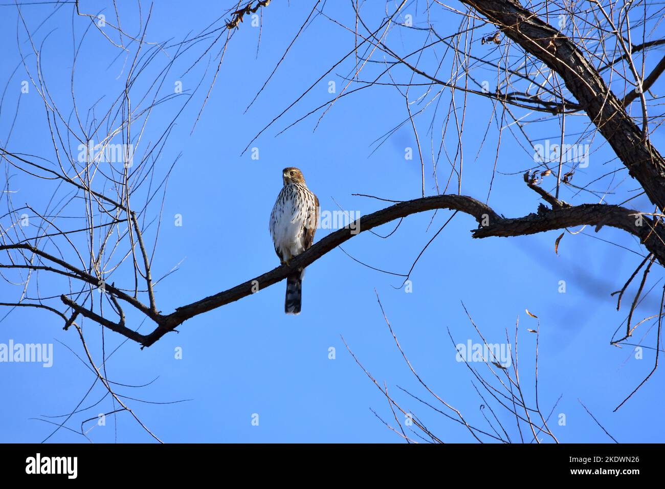 A Cooper's Hawk perched on a tree branch Stock Photo - Alamy