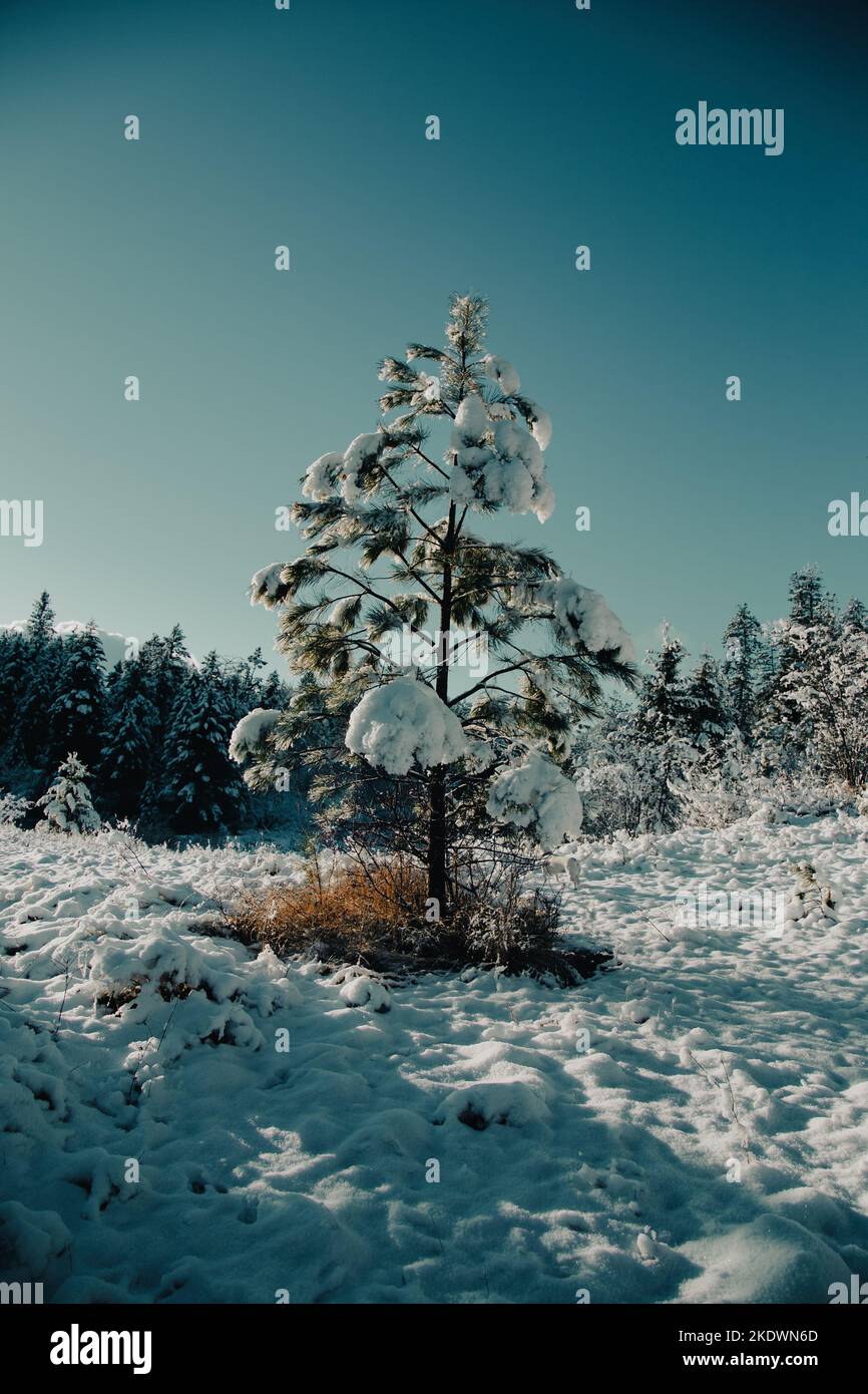 Snow covered pine tree in snowy meadow under a cold blue winter sky ...