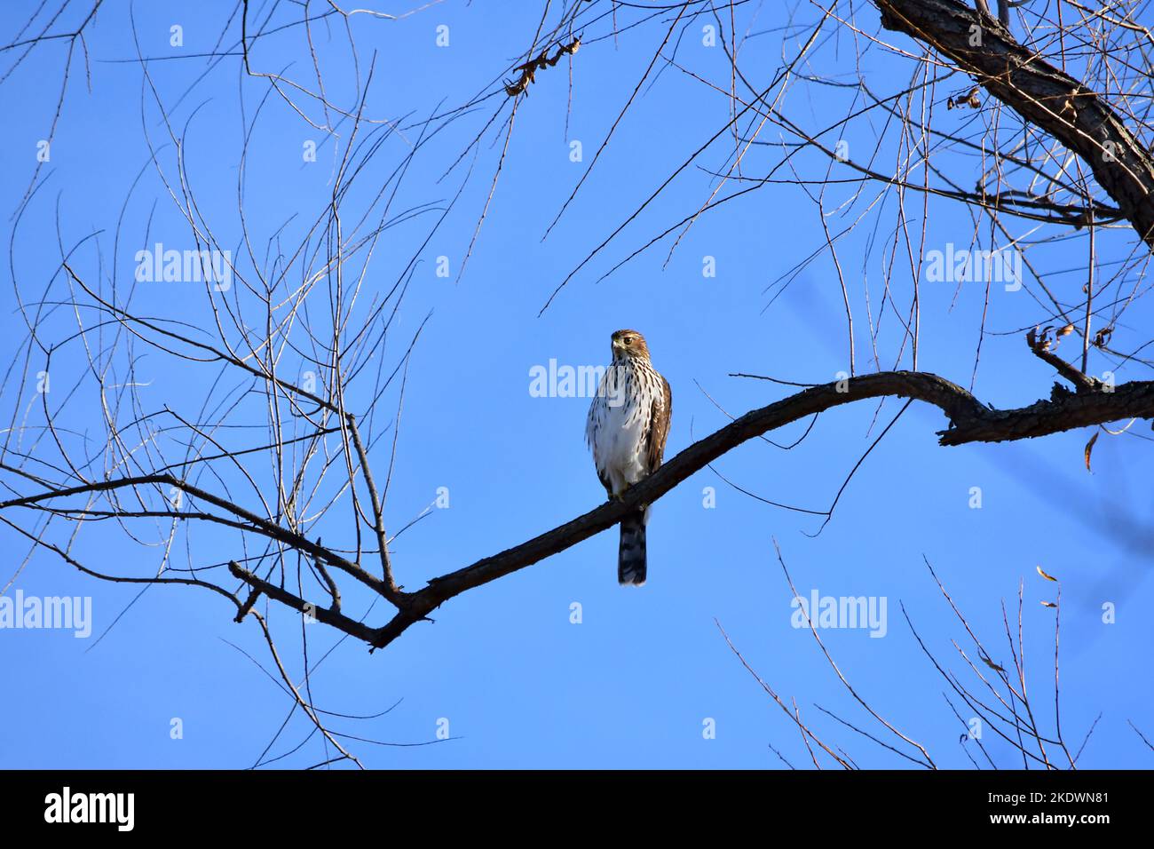 Coopers hawk tail feathers hi-res stock photography and images - Alamy