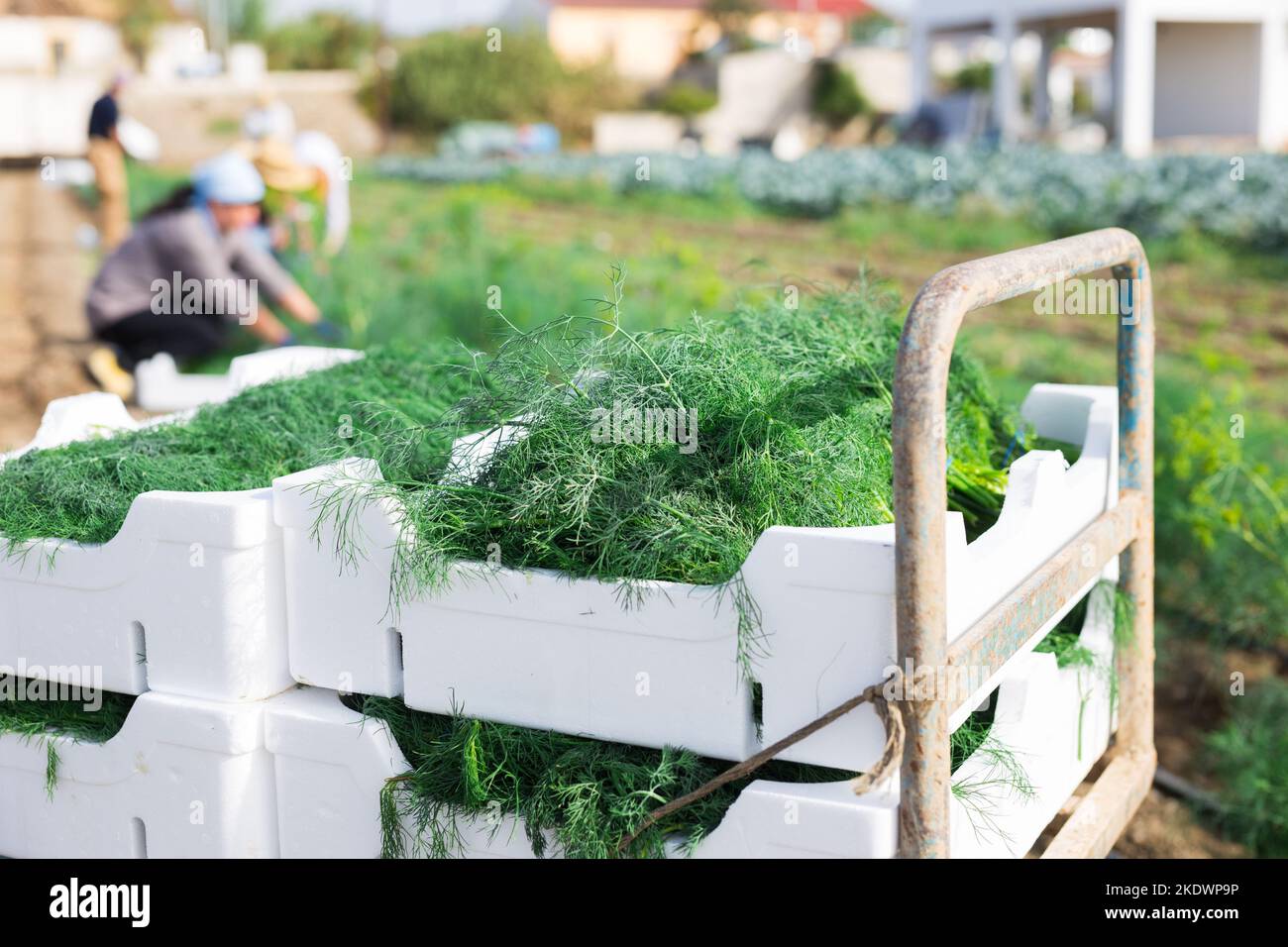 Young dill plants in hi-res stock photography and images - Alamy