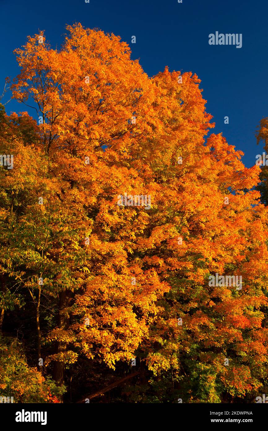 Autumn sugar maple (Acer saccharum), Middletown, Connecticut Stock ...