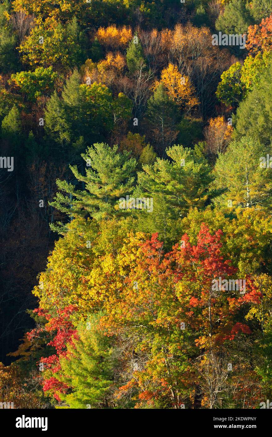Forest from Dam Overlook, Black Rock Lake Project, Thomaston ...