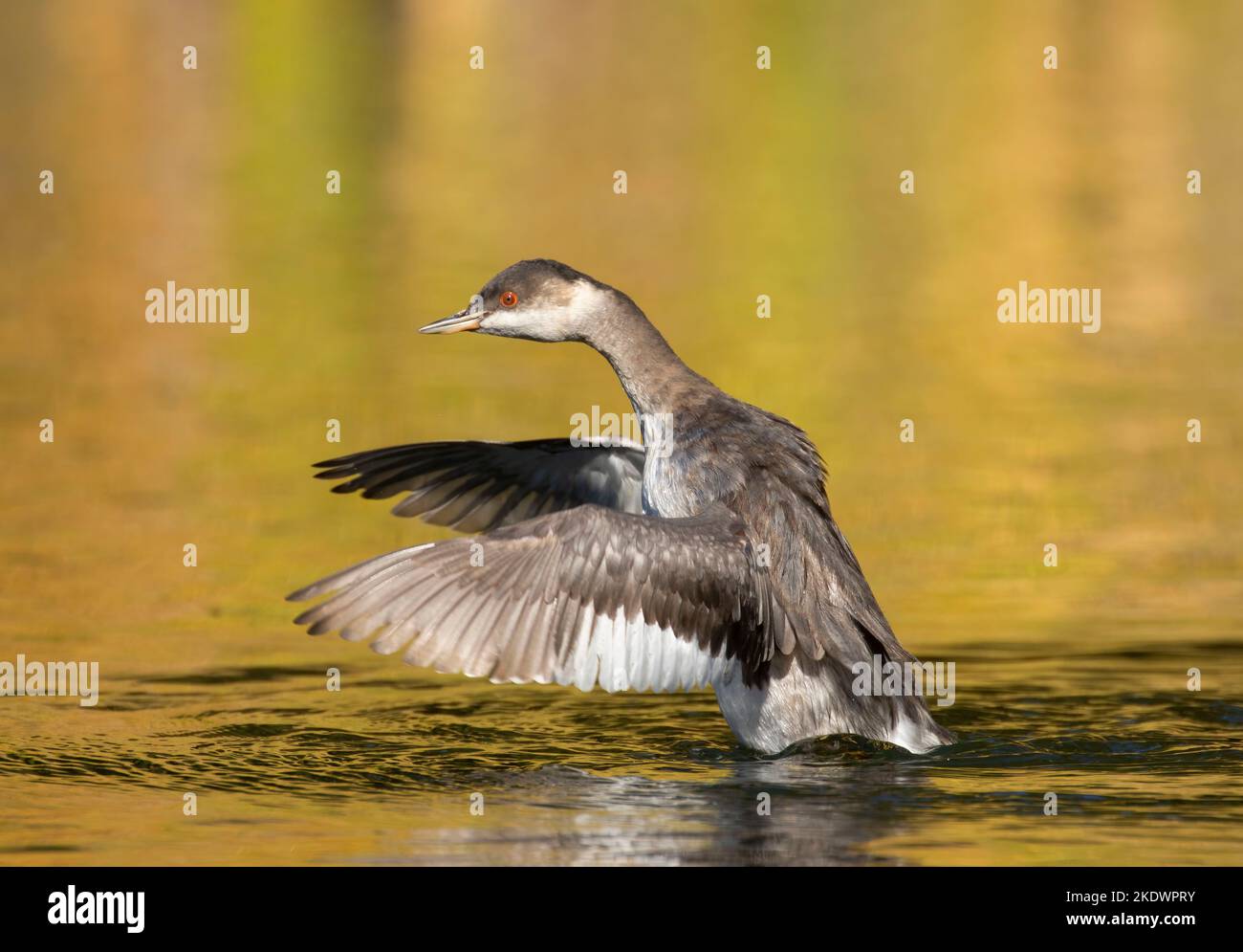 Eared grebe (Podiceps nigricollis) at Walton Lake, Ochoco National ...