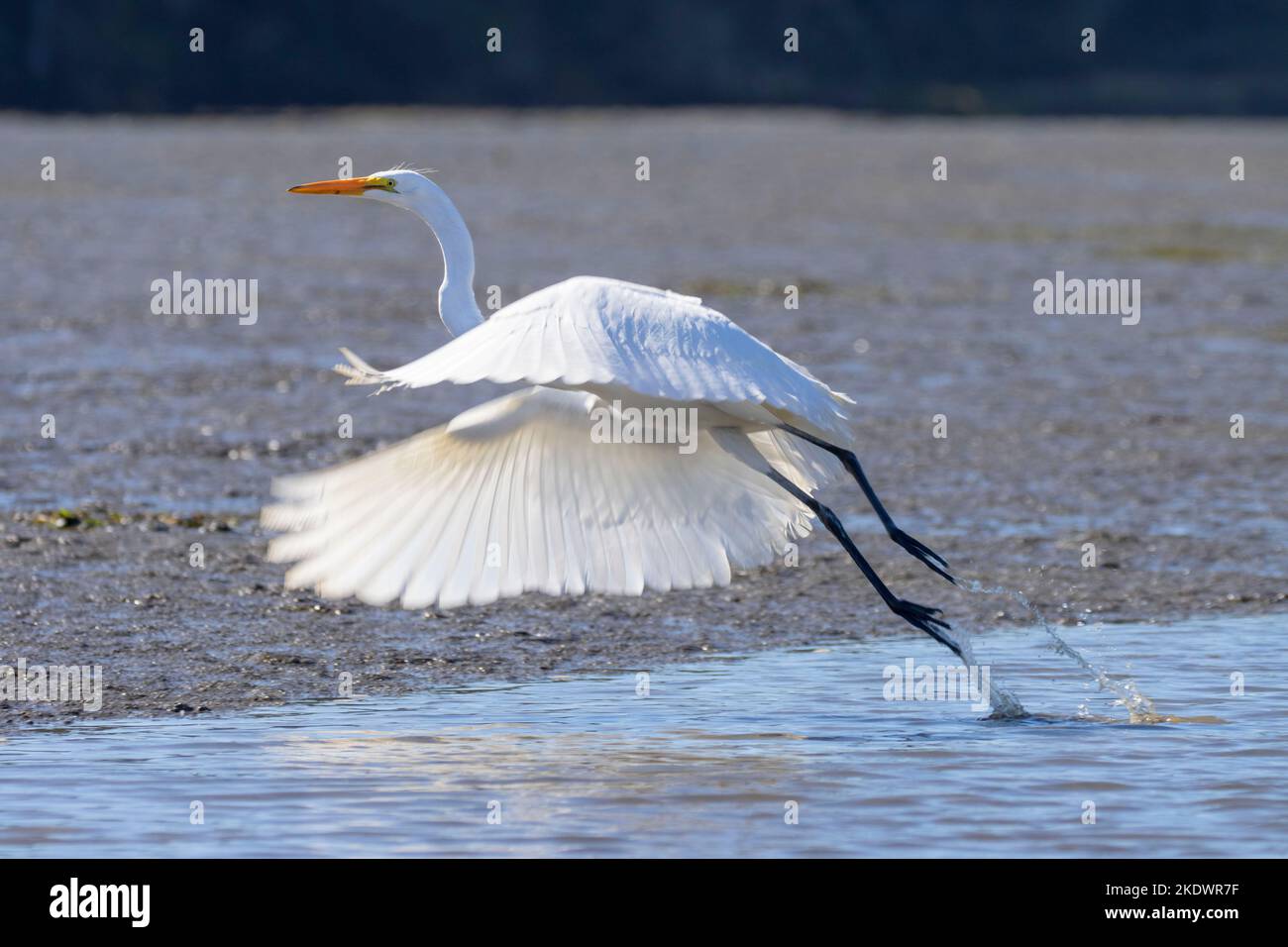 Great egret (Ardea alba) at South Slough, South Slough National ...
