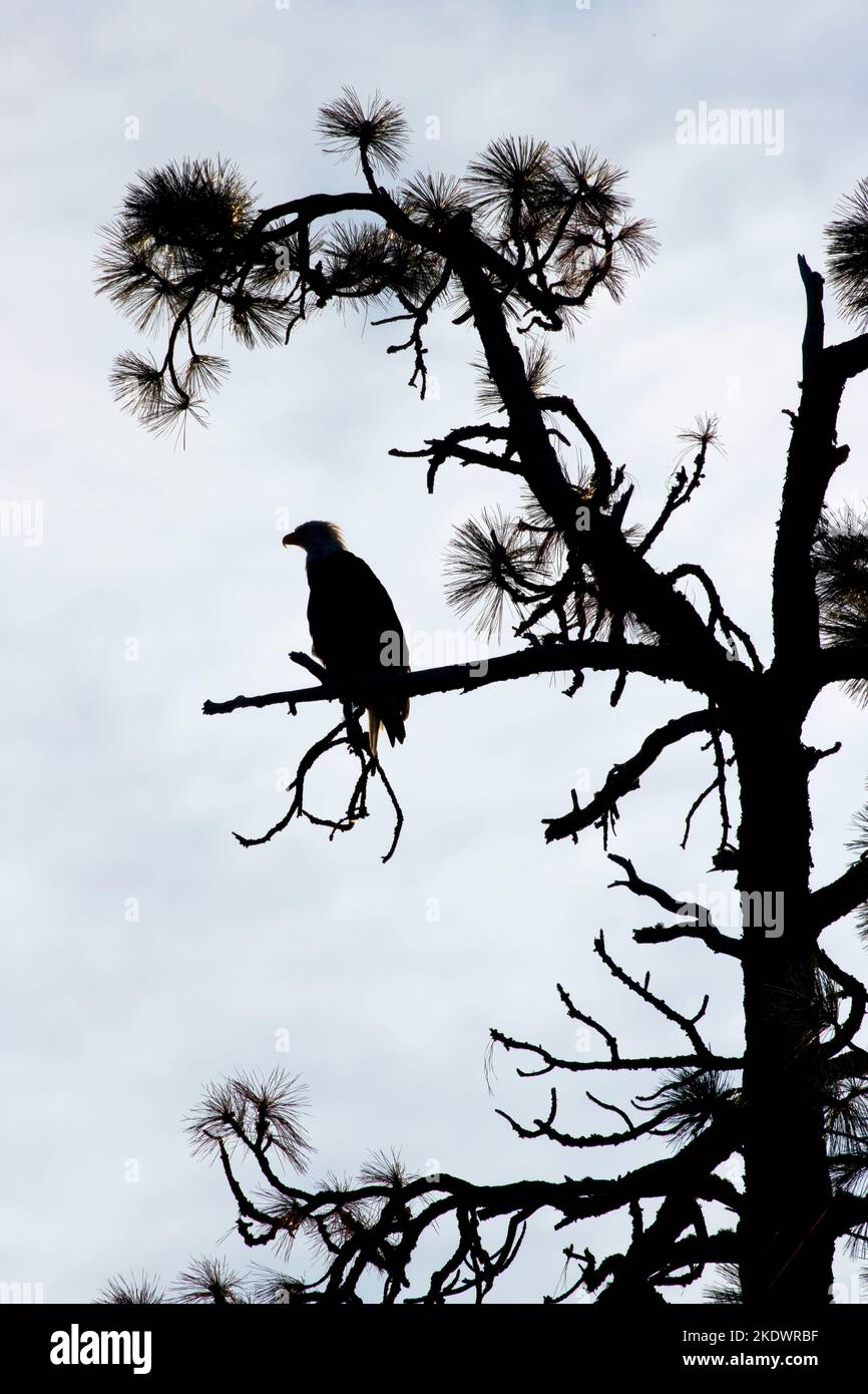 Bald eagle (Haliaeetus leucocephalus) silhouette at Suttle Lake ...