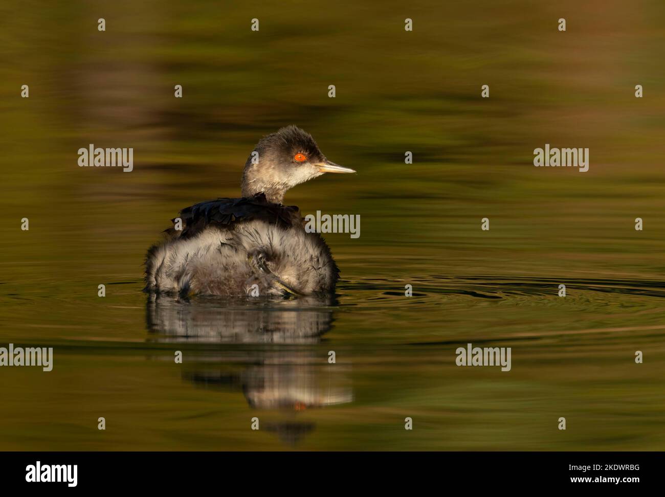 Eared grebe (Podiceps nigricollis) at Suttle Lake, Deschutes National ...